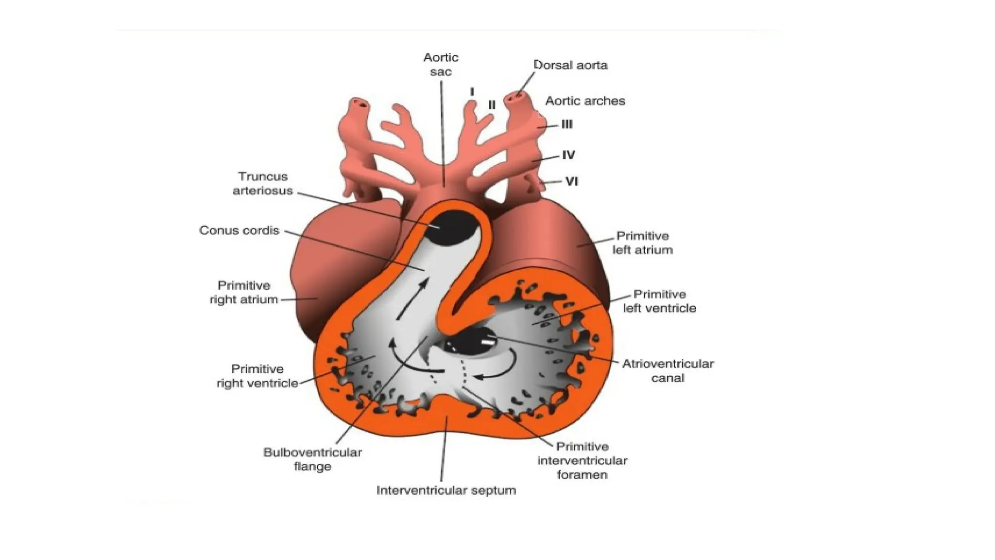 cardiovascular system embryology ppt pptx | PPTX