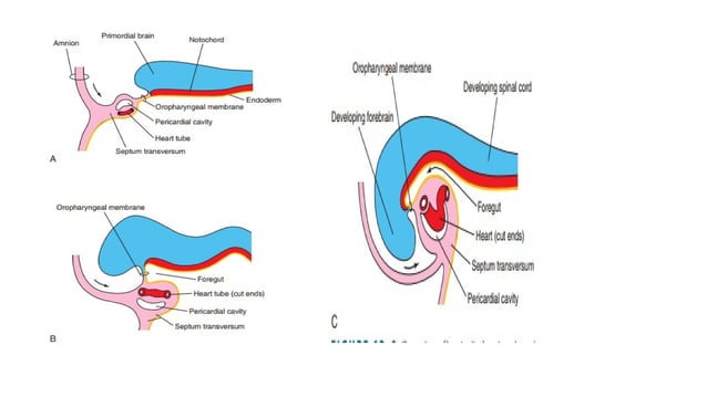 cardiovascular system embryology ppt pptx | PPTX | Heart and ...