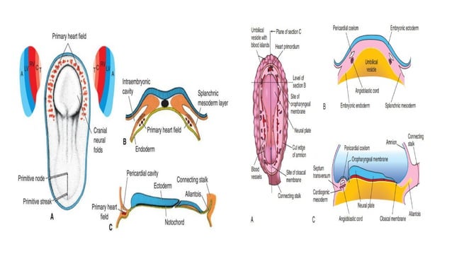cardiovascular system embryology ppt pptx | PPTX | Heart and ...