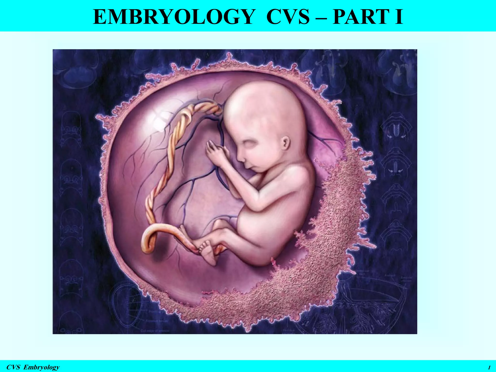 Cvs+embryology+part+i+ +a2+students+only | PDF