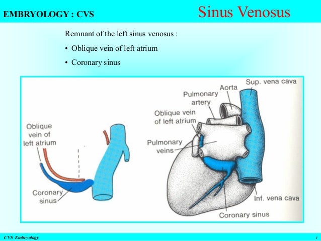 Cvs+embryology+part+i+ +a2+students+only