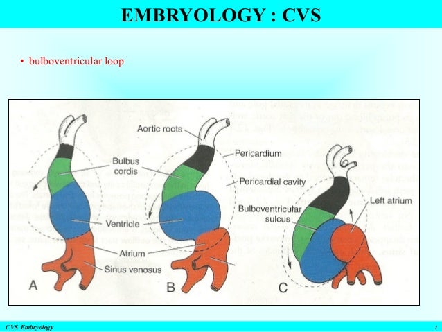 Cvs+embryology+part+i+ +a2+students+only