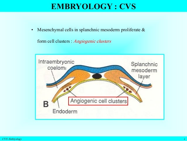 Cvs+embryology+part+i+ +a2+students+only