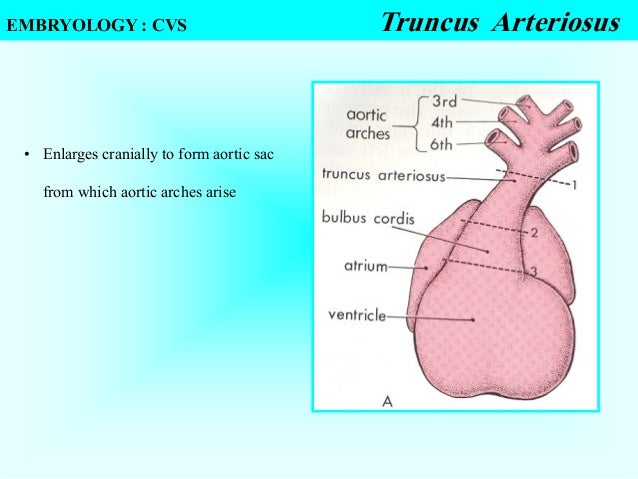 Cvs+embryology+part+i+ +a2+students+only