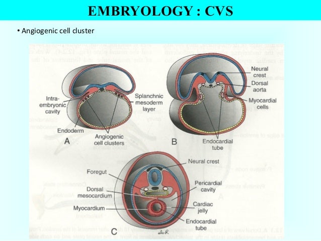 Cvs+embryology+part+i+ +a2+students+only