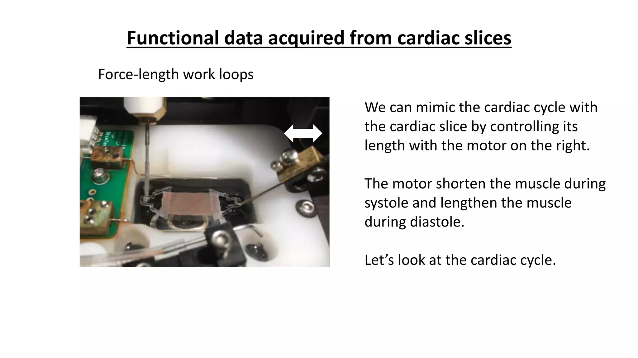 Cardiac Tissue Slices: Preparation, Data Acquisition, and Analysis | PPTX