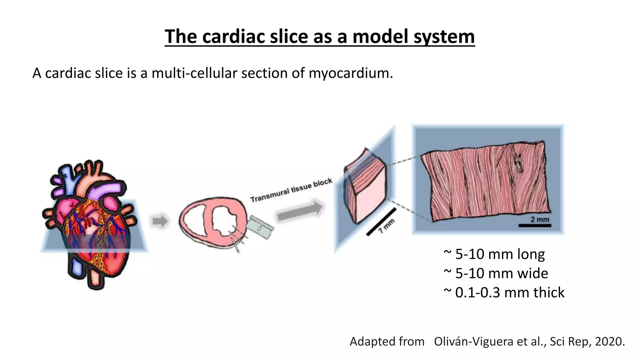 Cardiac Tissue Slices: Preparation, Data Acquisition, and Analysis | PPTX