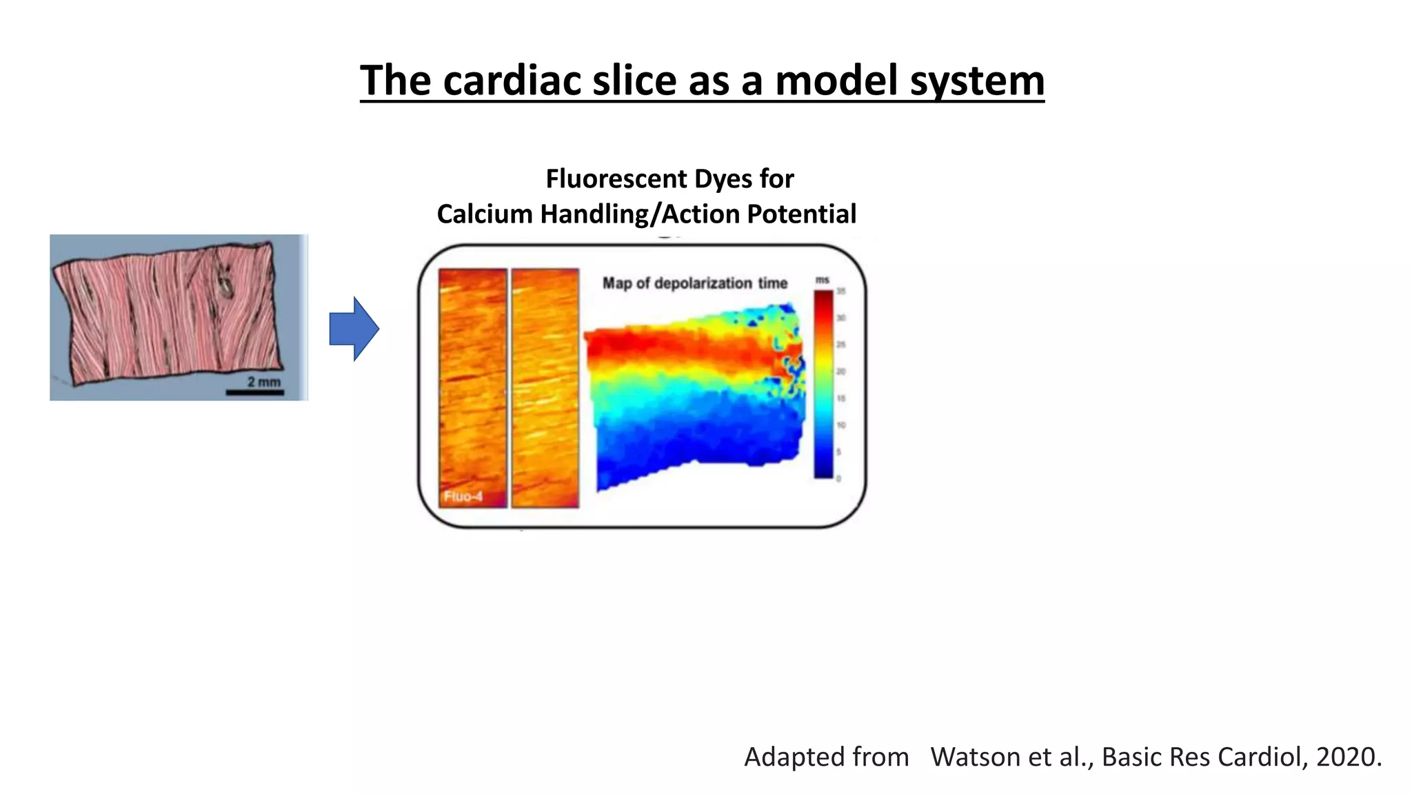 Cardiac Tissue Slices: Preparation, Data Acquisition, and Analysis | PPTX