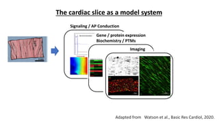 Cardiac Tissue Slices: Preparation, Data Acquisition, and Analysis | PPTX