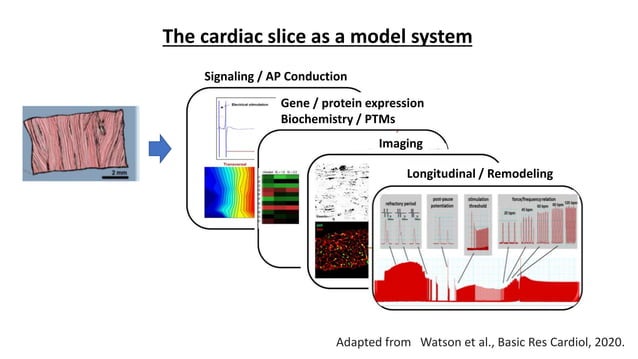Cardiac Tissue Slices: Preparation, Data Acquisition, and Analysis ...