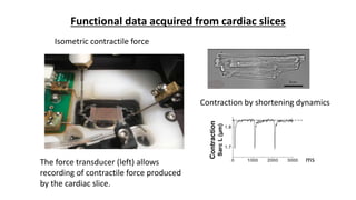 Cardiac Tissue Slices: Preparation, Data Acquisition, and Analysis | PPTX