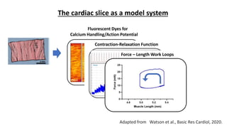 Cardiac Tissue Slices: Preparation, Data Acquisition, and Analysis | PPTX