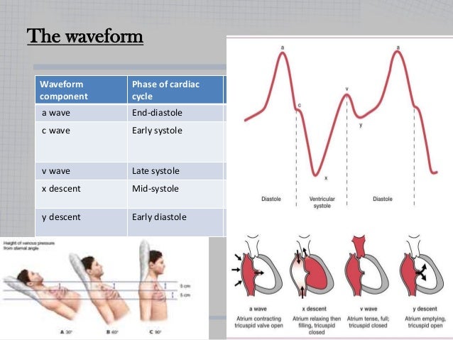 functional assessment and physical examination of the cardiovascular