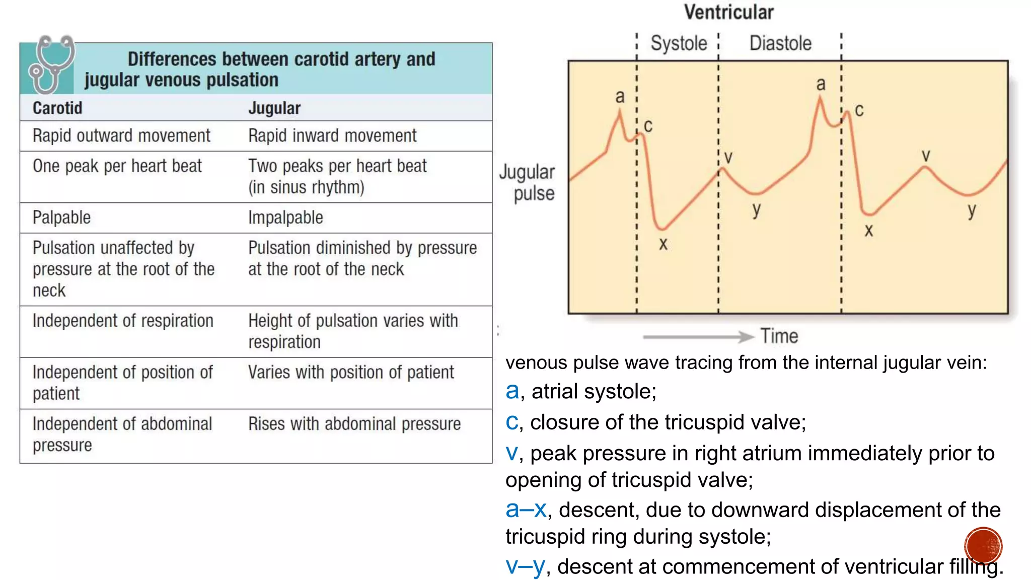 Clinical Examination of CVS | PPTX
