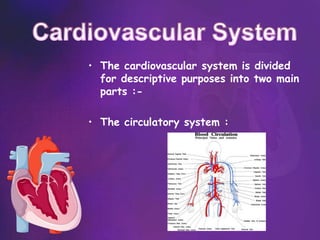 Cardiovascular system | PPTX