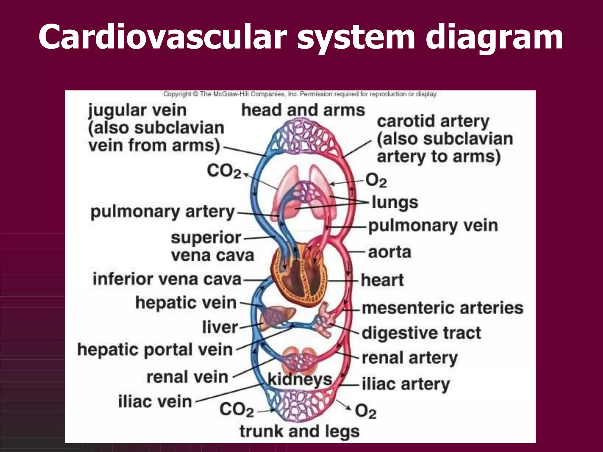 Cardiovascular System, Heart, Blood Vessel, ECG, Hypertension ...