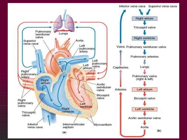 Cardiovascular System, Heart, Blood Vessel, ECG, Hypertension ...