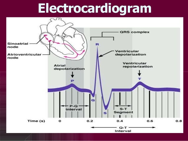 Cardiovascular System, Heart, Blood Vessel, ECG, Hypertension, Arrhyt…