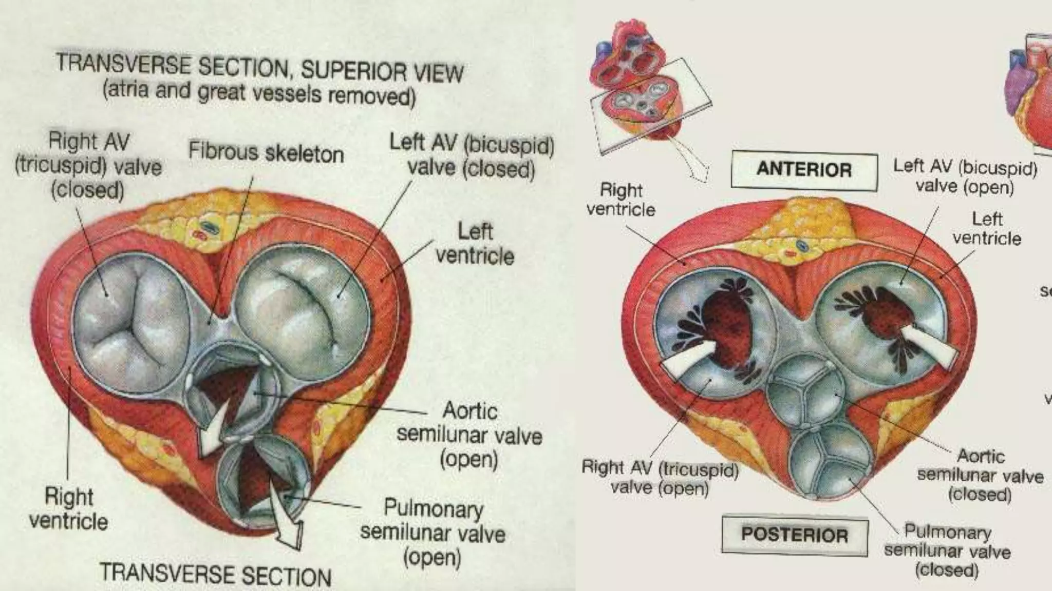 CVS heart anatomy.pptx