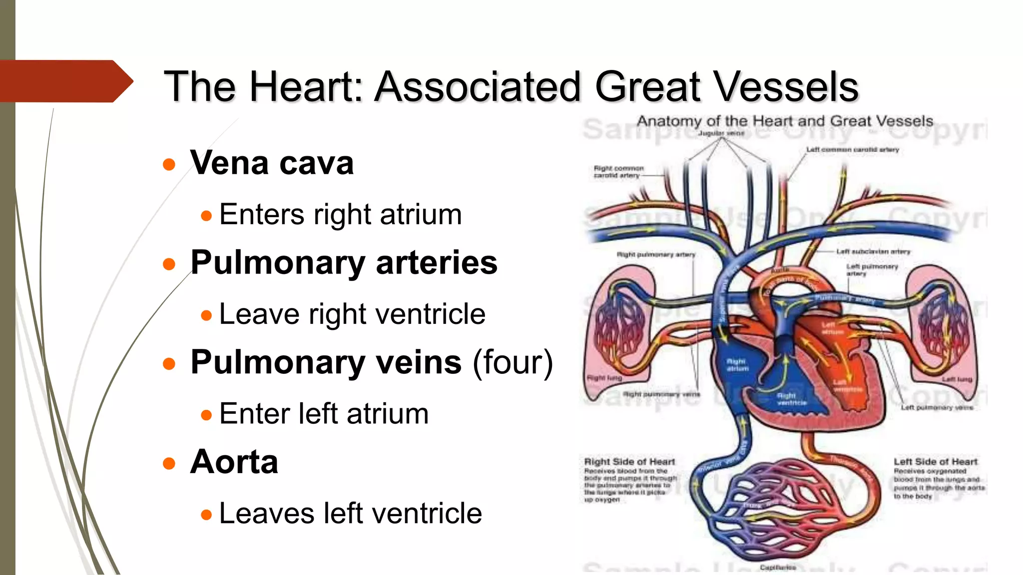 CVS heart anatomy.pptx