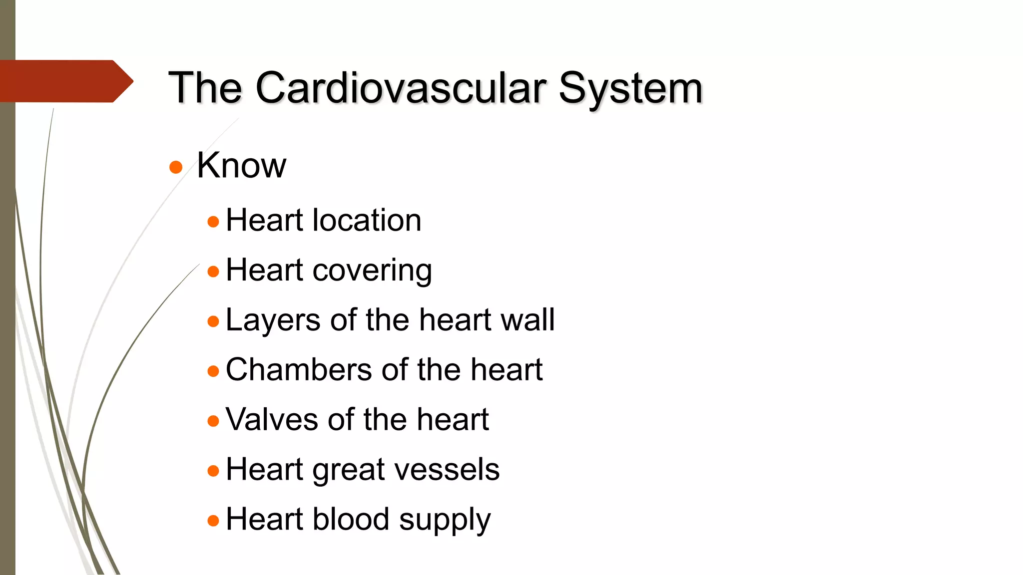 CVS heart anatomy.pptx