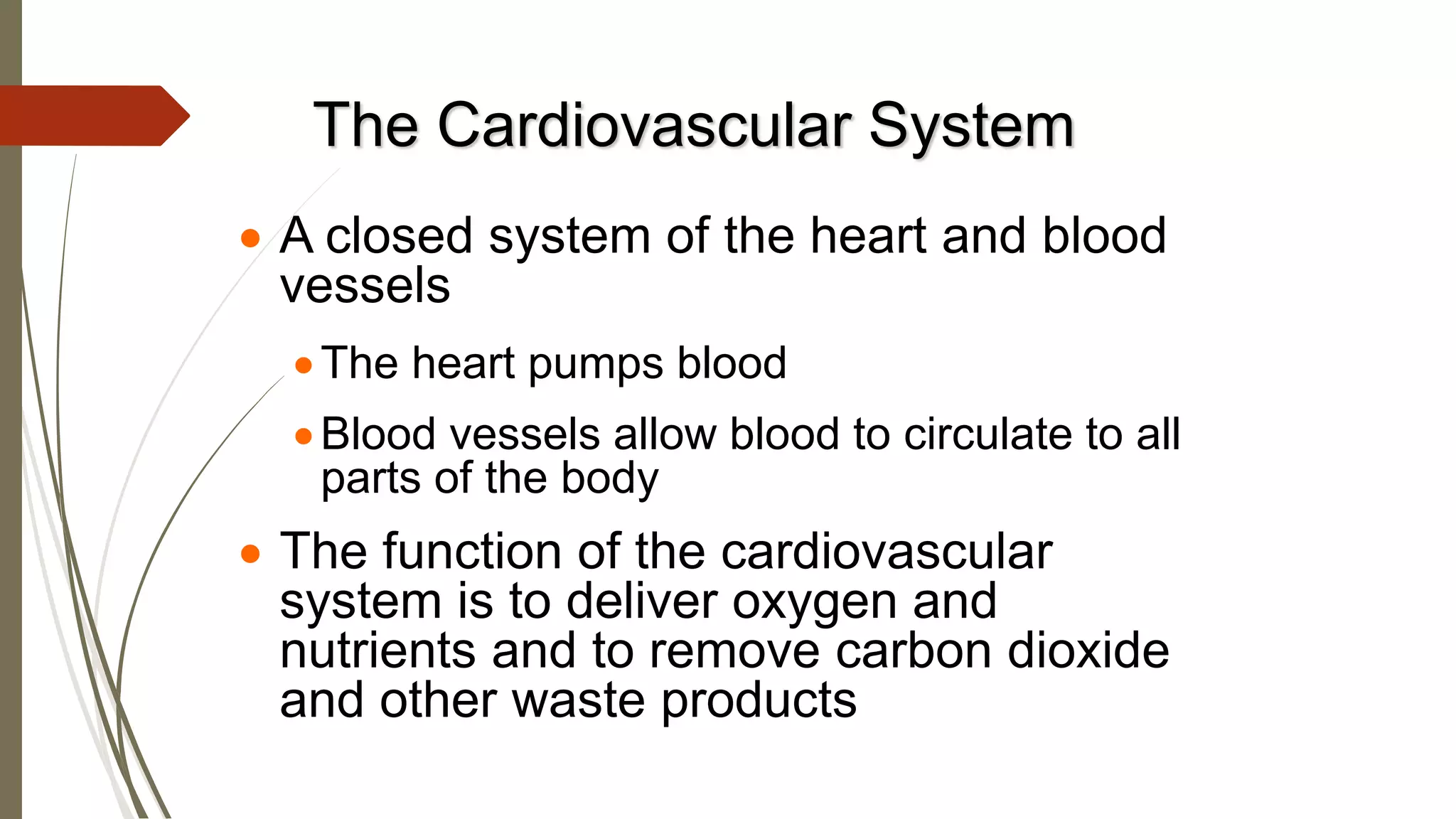 CVS heart anatomy.pptx