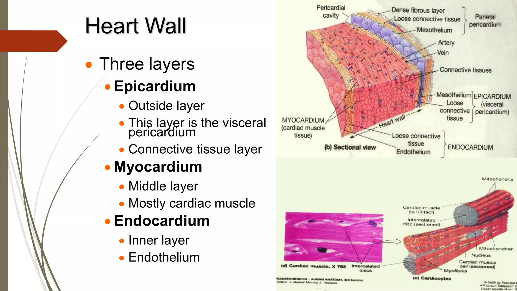 CVS heart anatomy.pptx