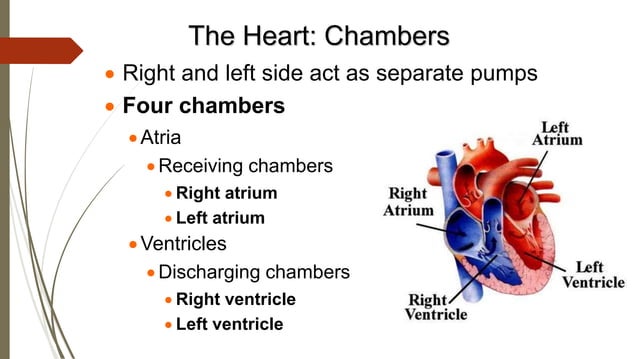 CVS heart anatomy.pptx | Heart and Cardiovascular Diseases | Diseases ...