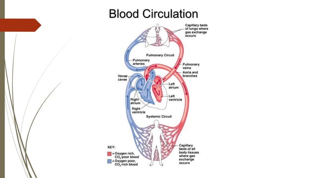 CVS heart anatomy.pptx | Heart and Cardiovascular Diseases | Diseases ...