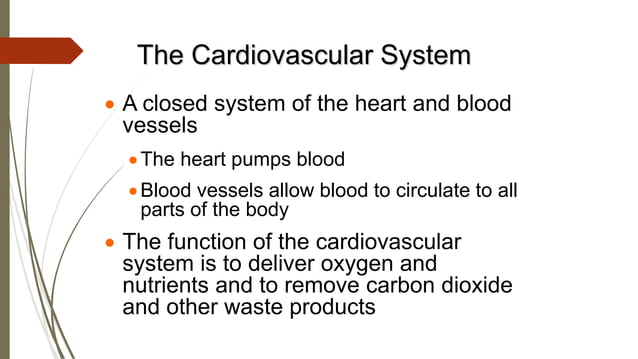 CVS heart anatomy.pptx | Heart and Cardiovascular Diseases | Diseases ...