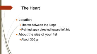 CVS heart anatomy.pptx | Heart and Cardiovascular Diseases | Diseases ...