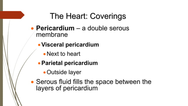 CVS heart anatomy.pptx | Heart and Cardiovascular Diseases | Diseases and Conditions