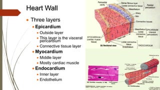 CVS heart anatomy.pptx | Heart and Cardiovascular Diseases | Diseases ...