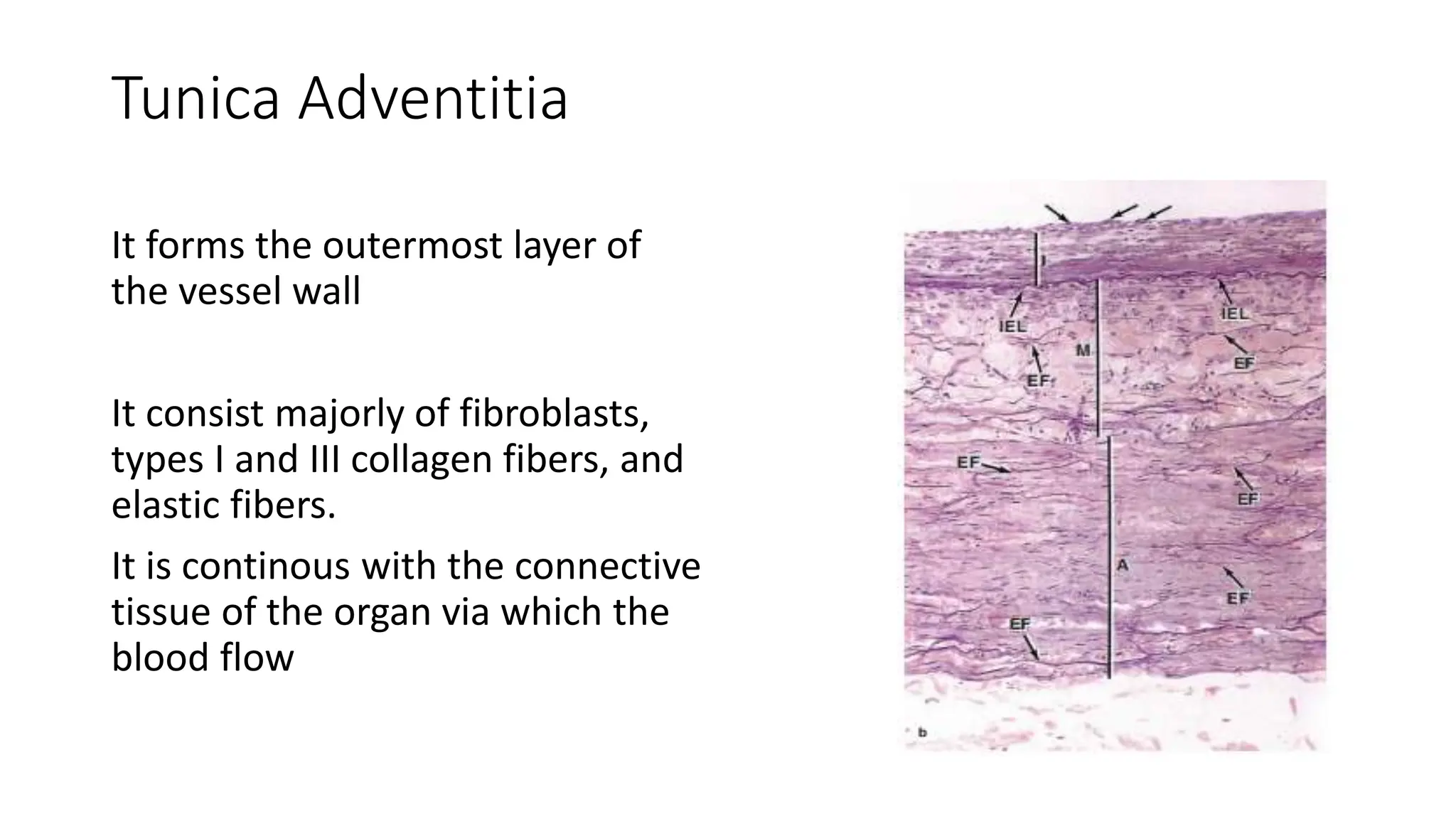 cardiovascularCCCfsdsdsdCVS Histology.pptx