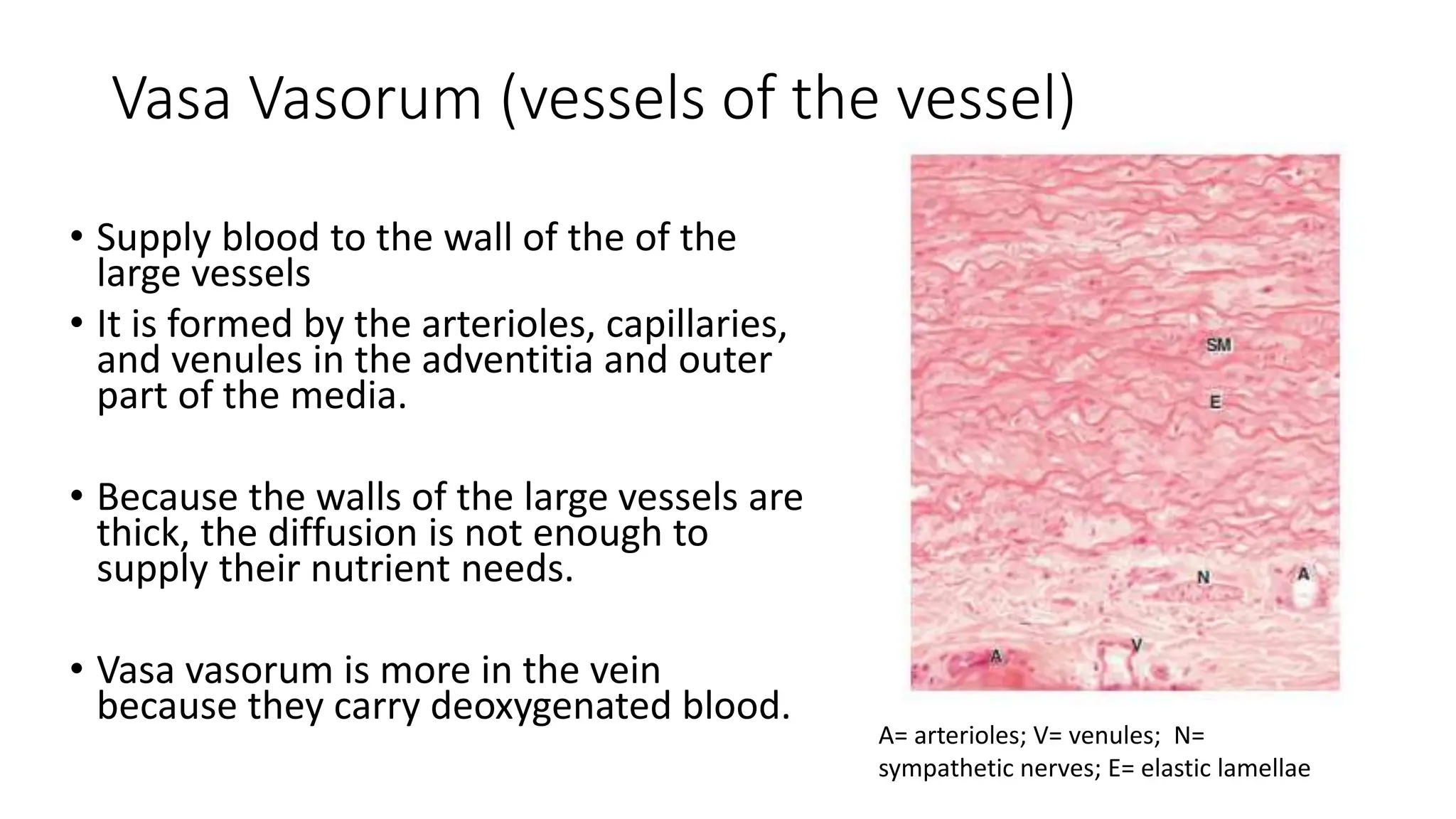 cardiovascularCCCfsdsdsdCVS Histology.pptx