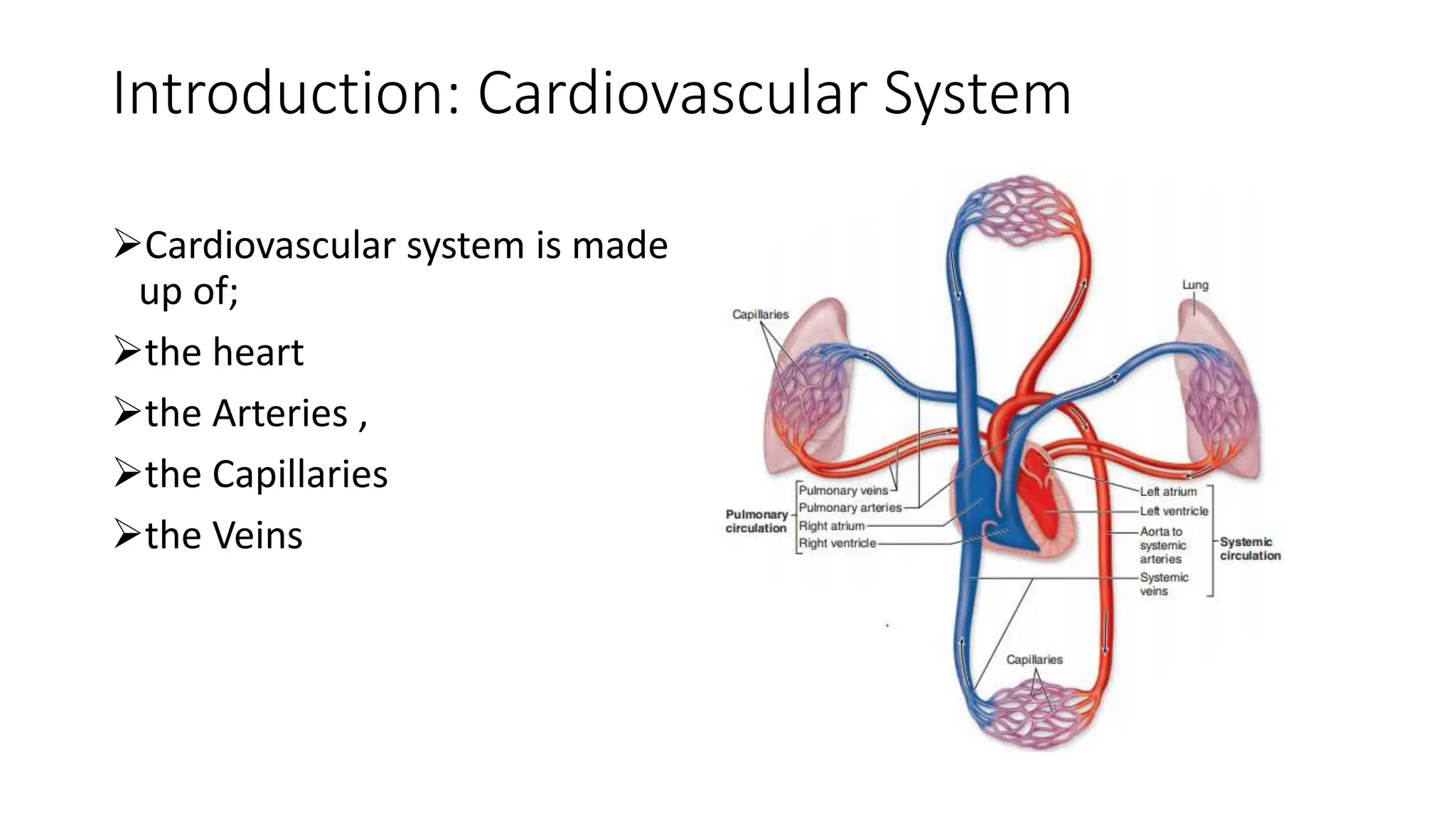 cardiovascularCCCfsdsdsdCVS Histology.pptx
