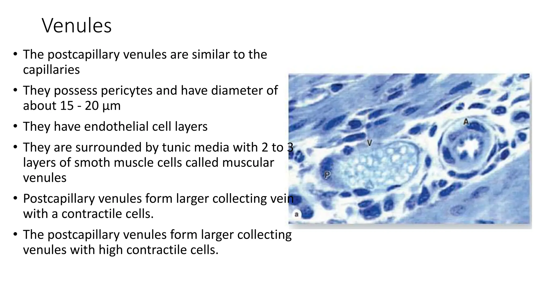 cardiovascularCCCfsdsdsdCVS Histology.pptx