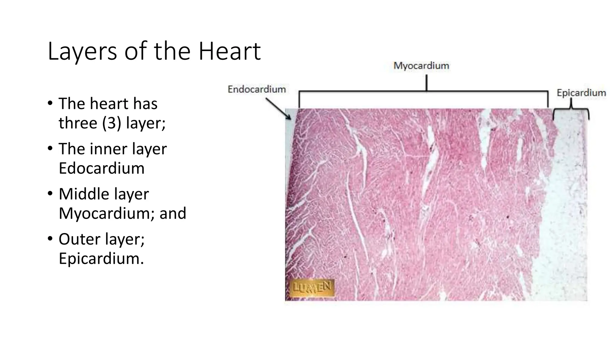cardiovascularCCCfsdsdsdCVS Histology.pptx
