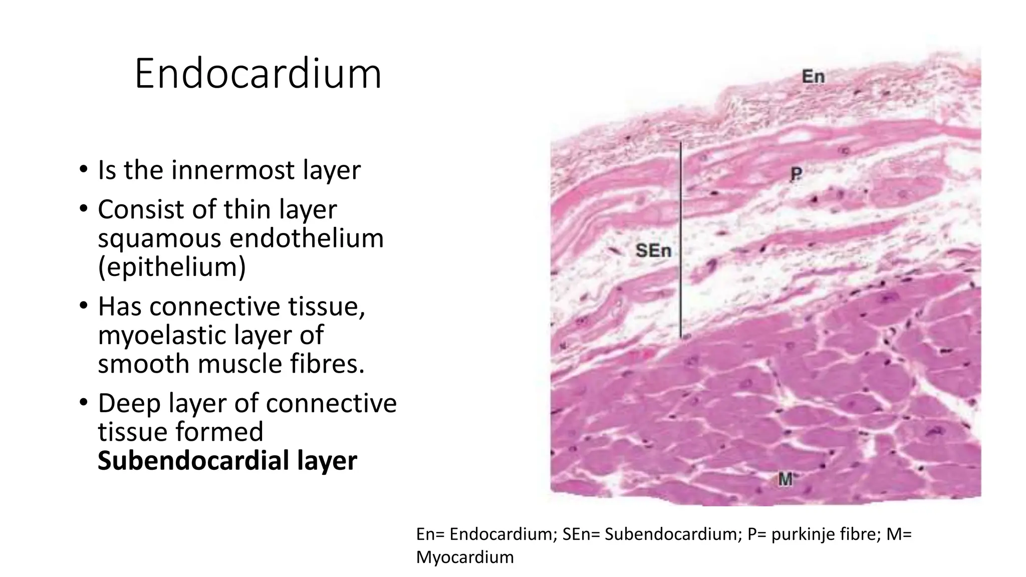 cardiovascularCCCfsdsdsdCVS Histology.pptx
