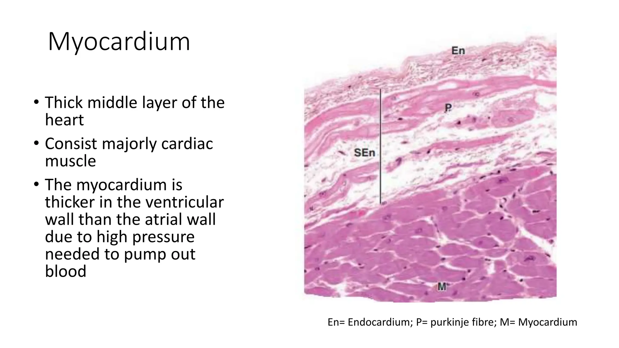 cardiovascularCCCfsdsdsdCVS Histology.pptx