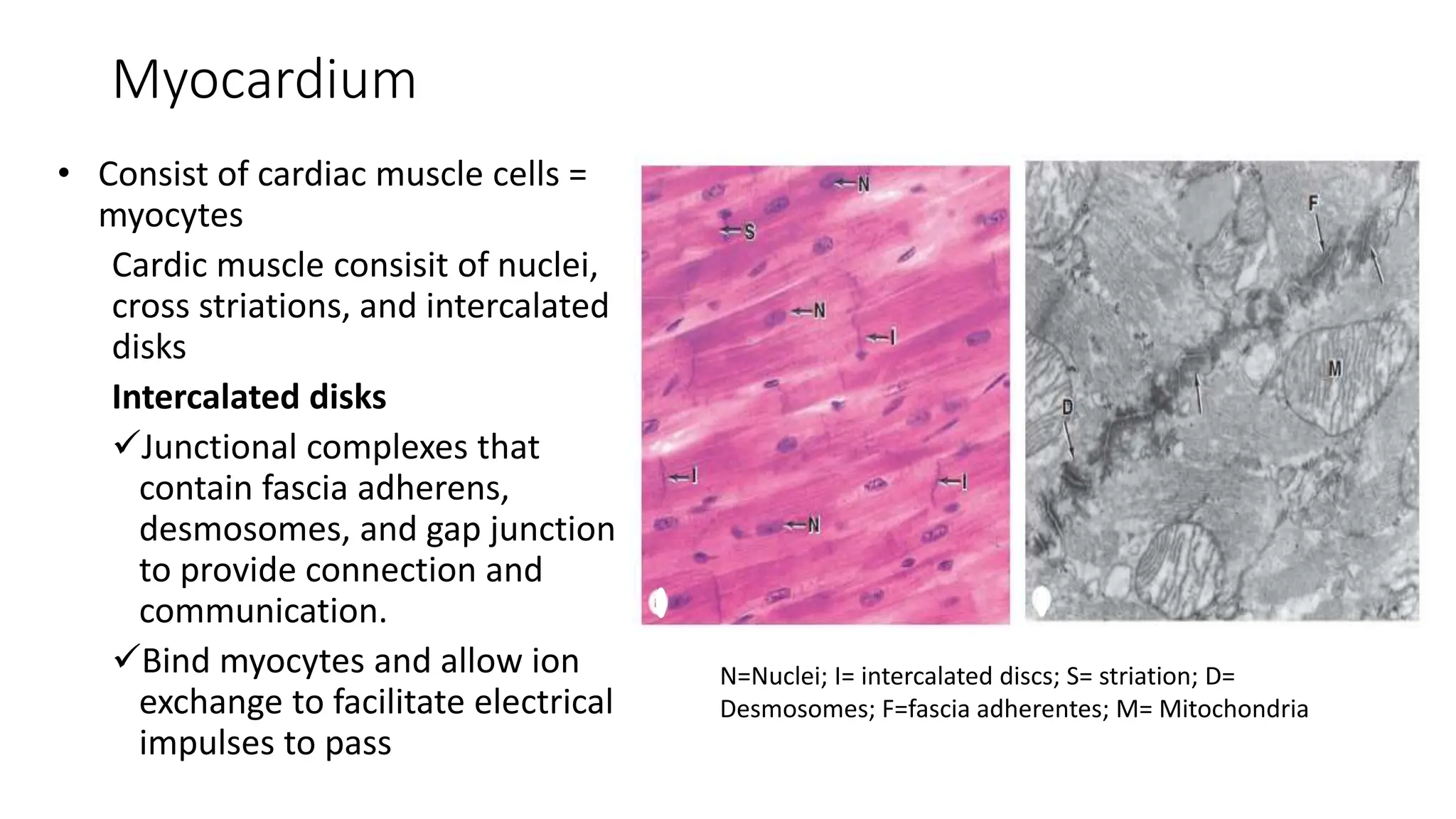cardiovascularCCCfsdsdsdCVS Histology.pptx