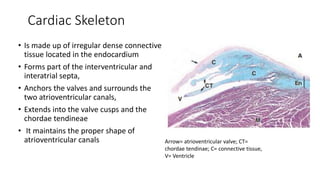 cardiovascularCCCfsdsdsdCVS Histology.pptx