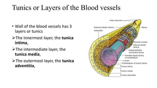 cardiovascularCCCfsdsdsdCVS Histology.pptx