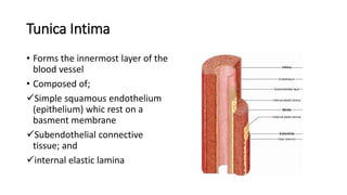 cardiovascularCCCfsdsdsdCVS Histology.pptx