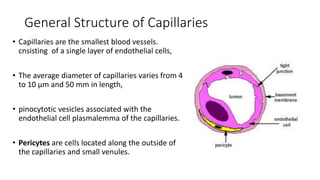 cardiovascularCCCfsdsdsdCVS Histology.pptx