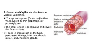 cardiovascularCCCfsdsdsdCVS Histology.pptx