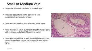 cardiovascularCCCfsdsdsdCVS Histology.pptx