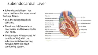 cardiovascularCCCfsdsdsdCVS Histology.pptx