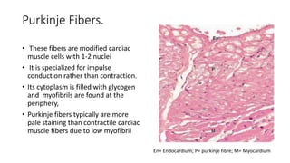 cardiovascularCCCfsdsdsdCVS Histology.pptx