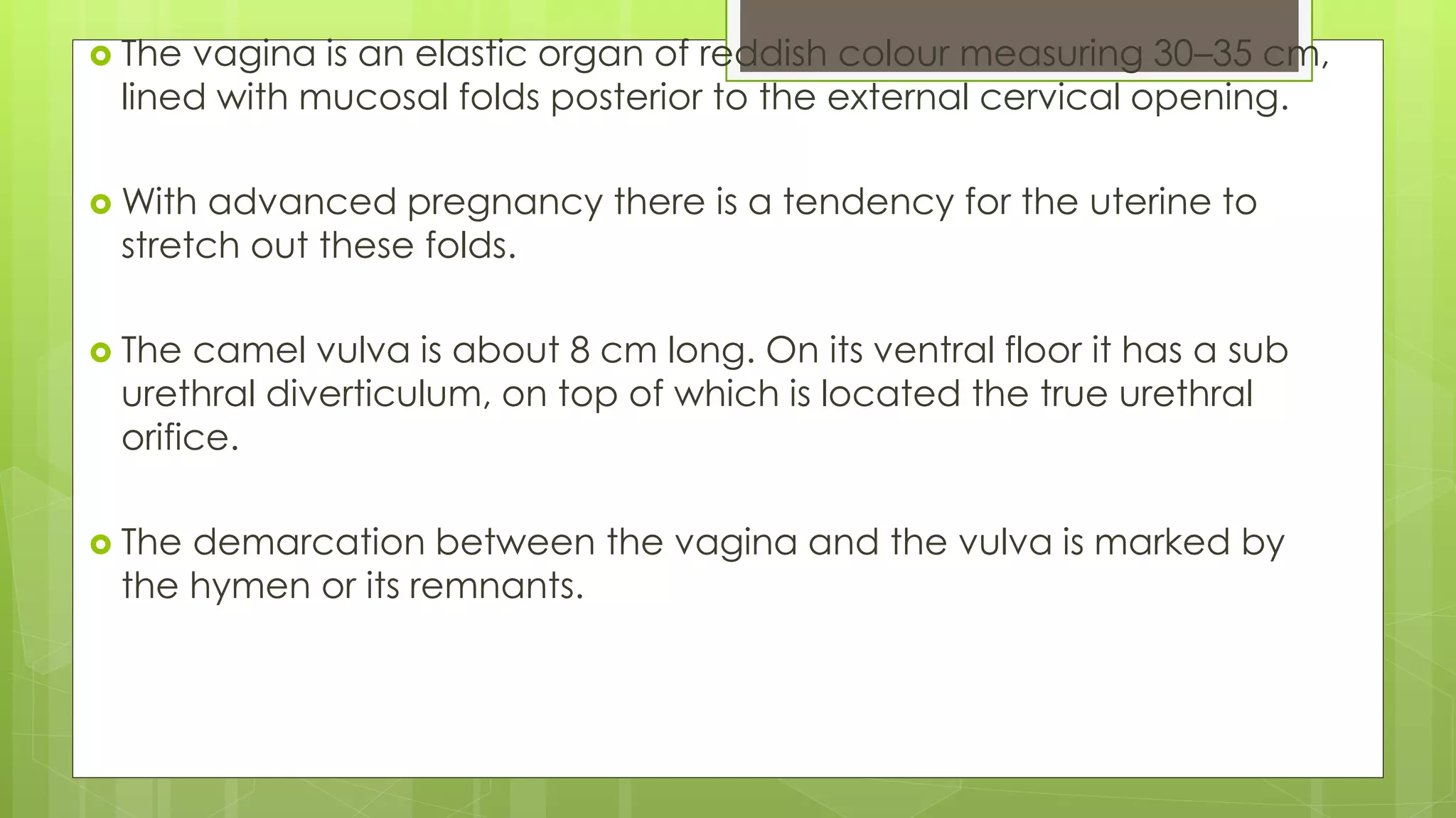 ANOTOMY AND PHYSIOLOGY OF REPRODUCTIVE SYSTEM OF SHE CAMEL | PPTX